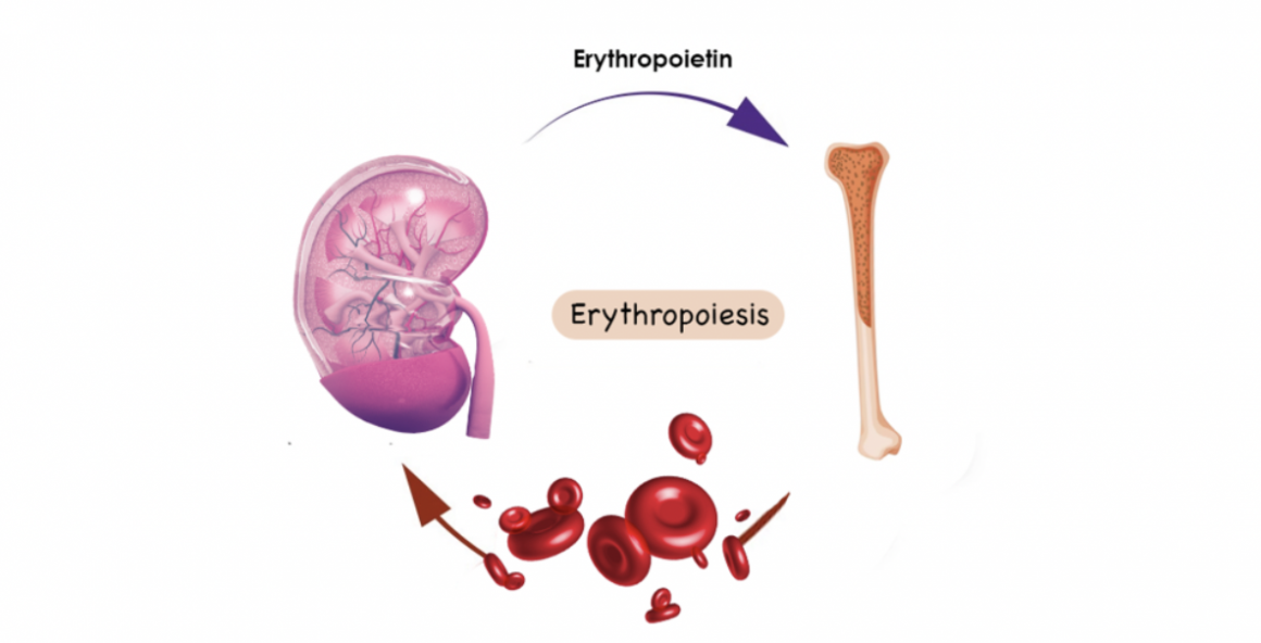 Anemia of Chronic Kidney Disease—Causes and Cures